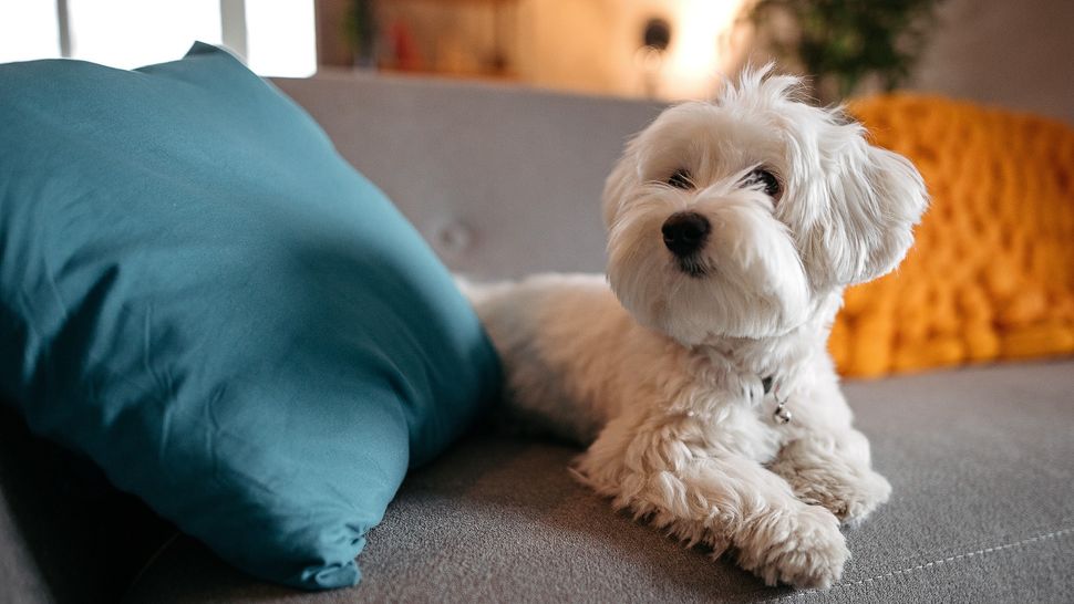 The most popular small dog breeds: Ten tiny pooches you’ll love | PetsRadar