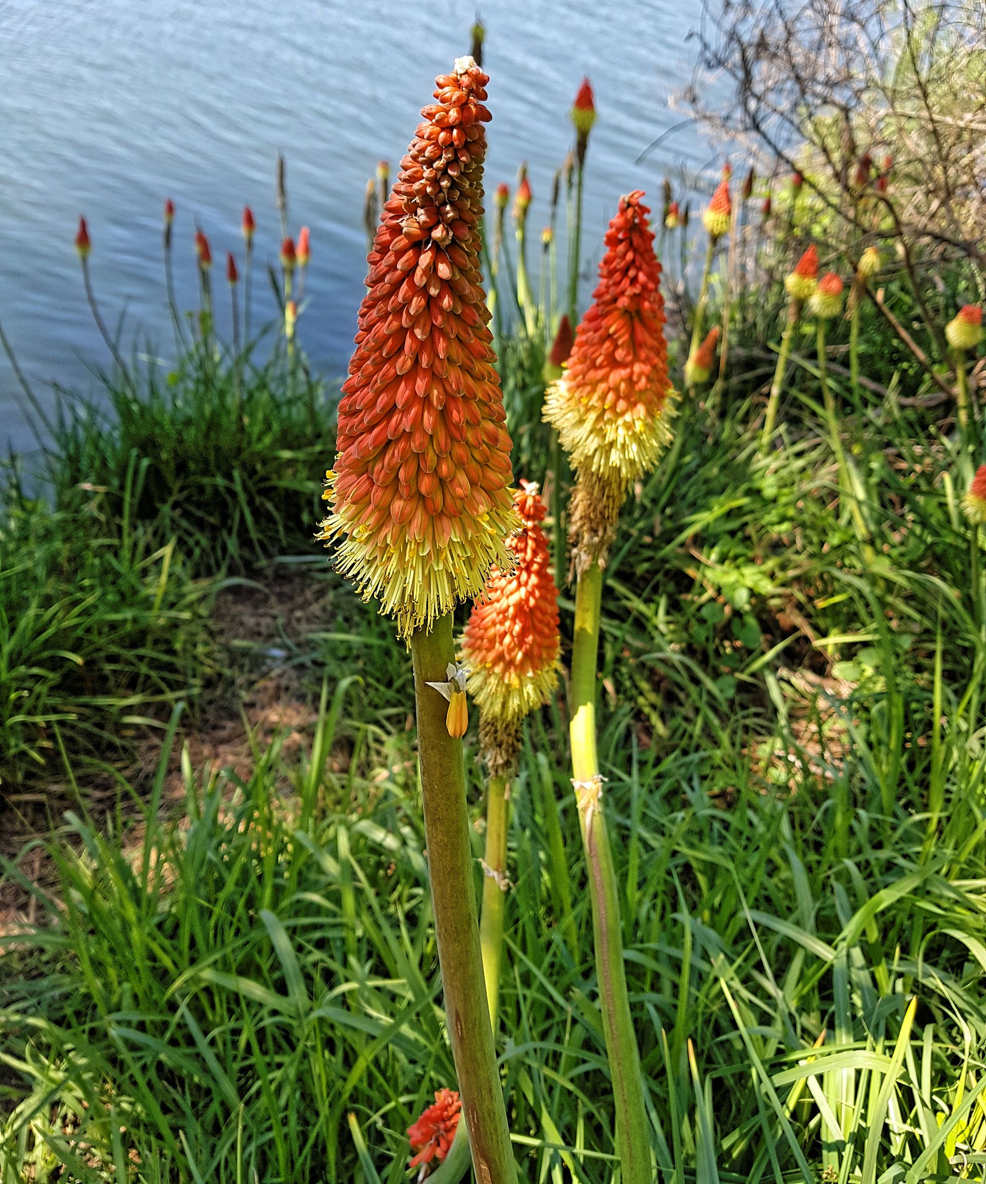 Coastal plants: 10 best choices for gardens near the ocean | Homes and ...