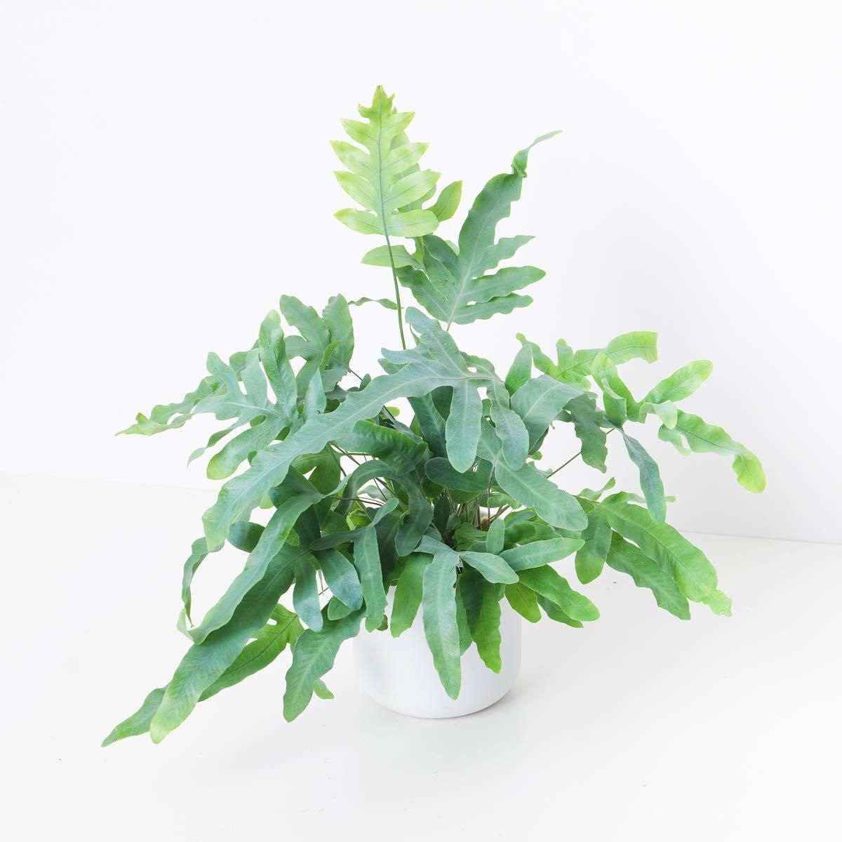 The expert guide for how to care for a blue star fern | Ideal Home