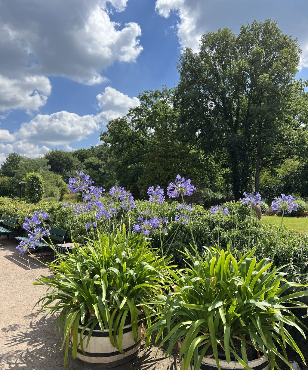 How to grow agapanthus for eye-catching, structural blooms | Homes and Gardens