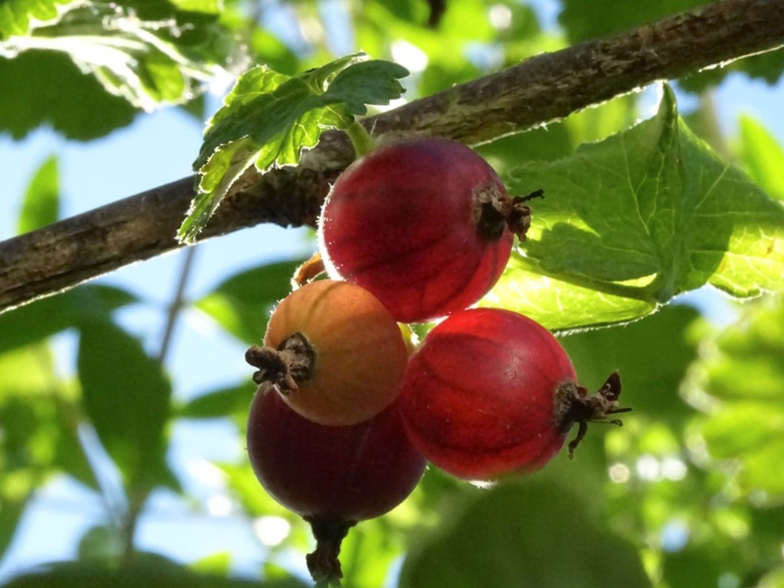 Jostaberry Cultivation - Learn About Jostaberry Growing Tips And Info ...