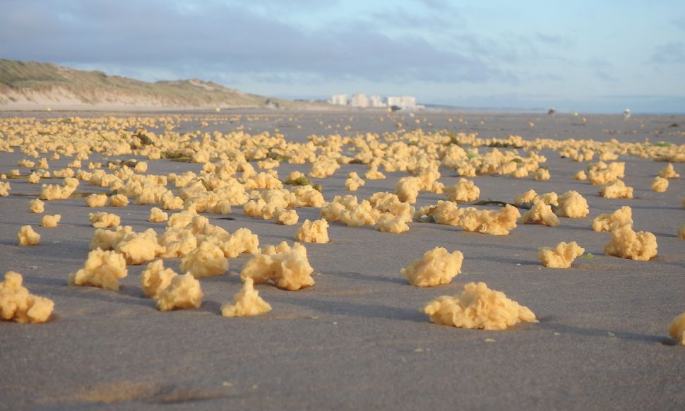 Photos: Weird Yellow Fluff Balls Wash Up on French Beaches | Live Science