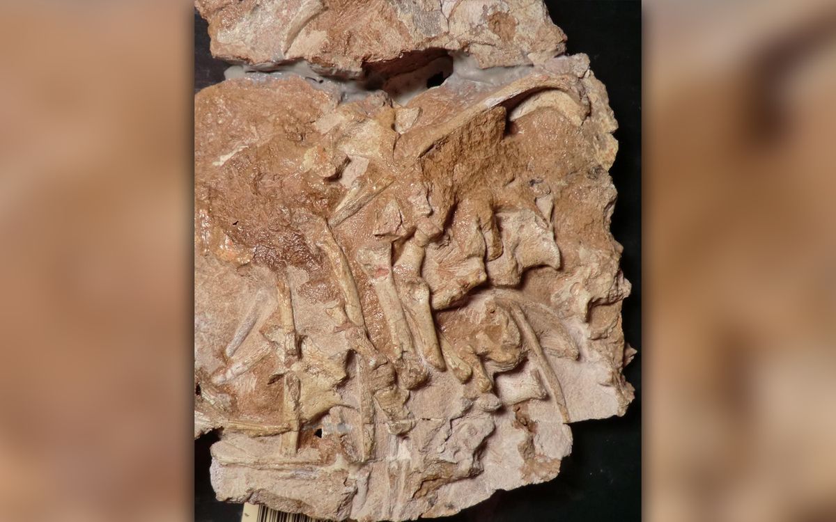 Before There Were Dinosaurs, This Triassic 'Lizard King' Ruled ...