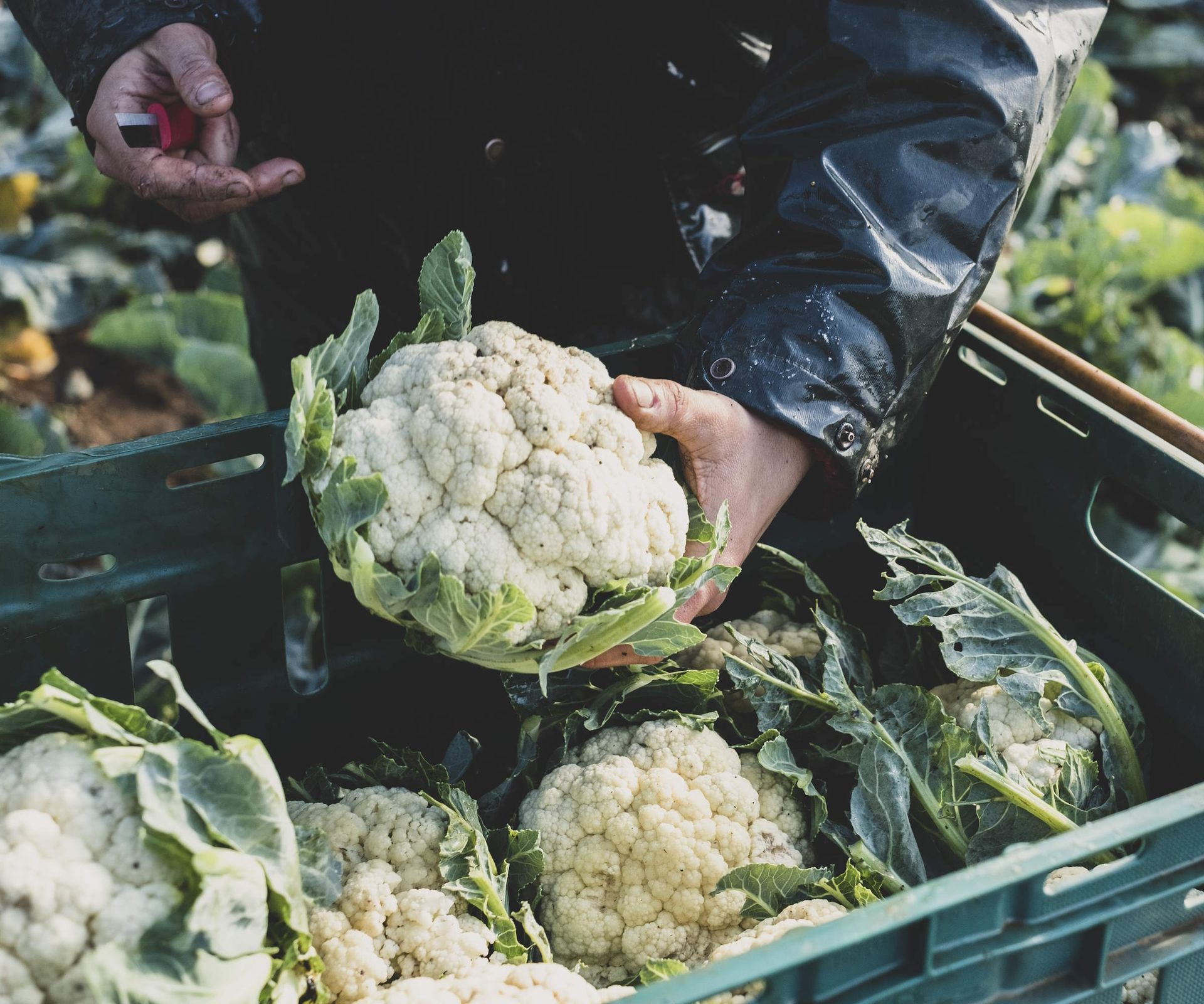 When to harvest cauliflower and how to do it succesfully | Homes and ...