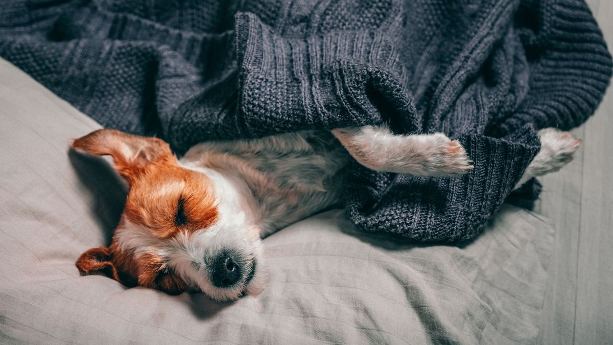 32 ways to support a scared or anxious pet | PetsRadar
