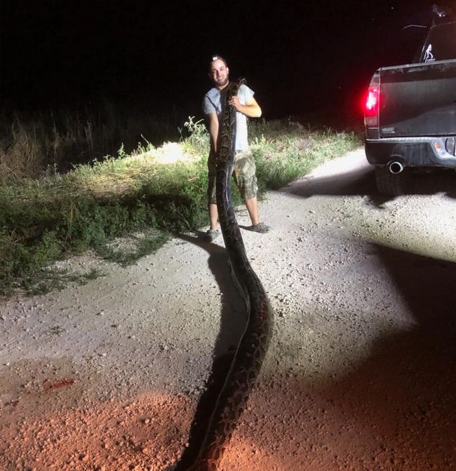 Bounty Hunter Kills Gargantuan Burmese Python, Gets $375, Earns Our ...
