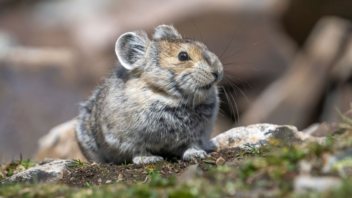What is a pika? Meet the adorable gatekeepers of the high country ...