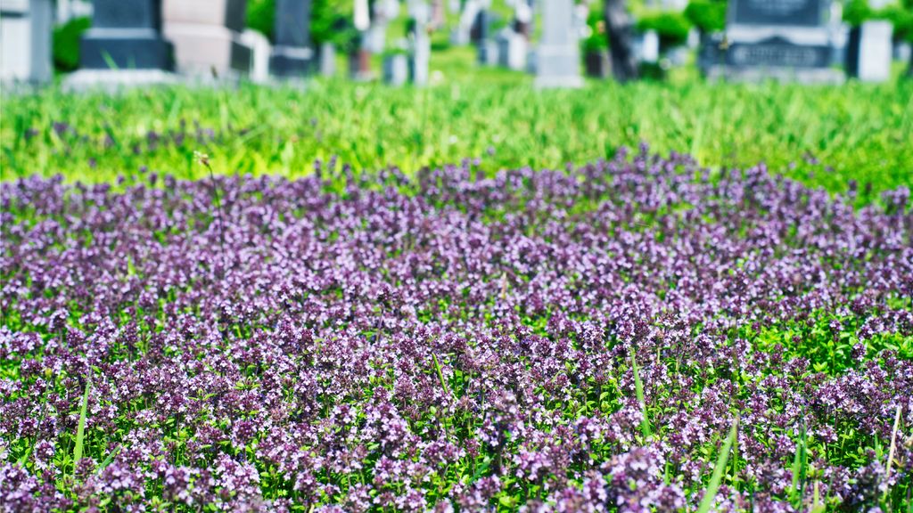 12 Best Alternatives To A Lawn For A Green Plot | Gardening Know How