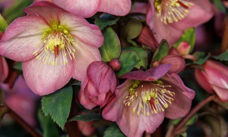 20 Spring Flowers & Plants For A One-Of-A-Kind Garden Display ...