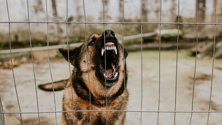 How to deal with an aggressive rescue dog: A vet’s advice | PetsRadar