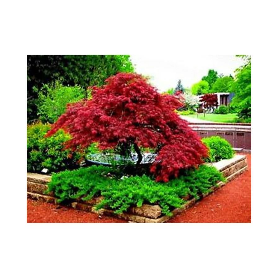 Where to plant a Japanese maple tree | Livingetc