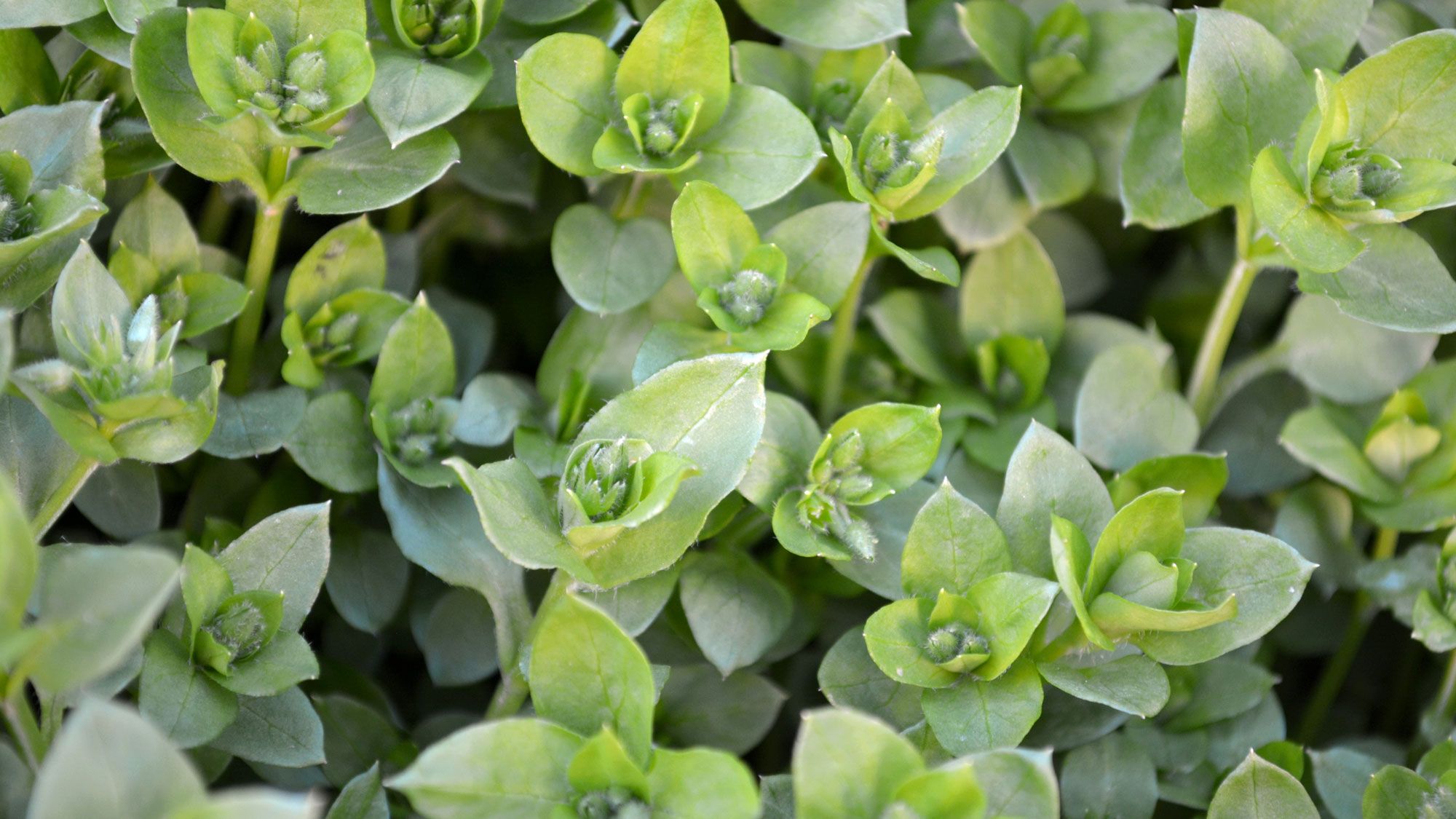 Sneaky Winter Weeds | Stop These Winter Annual Weeds | Gardening Know How