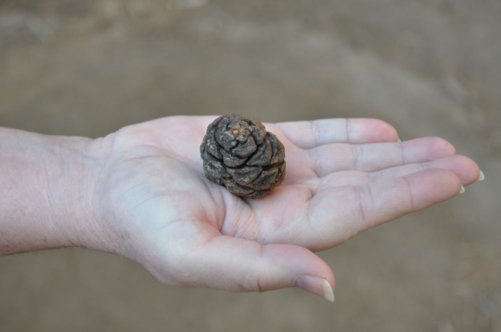 Nature's Giants: Photos of the Tallest Trees on Earth | Live Science