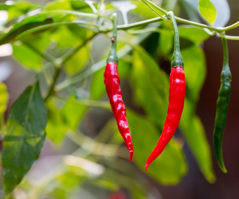 When and how to fertilize chili plants - a focused look | Homes and Gardens