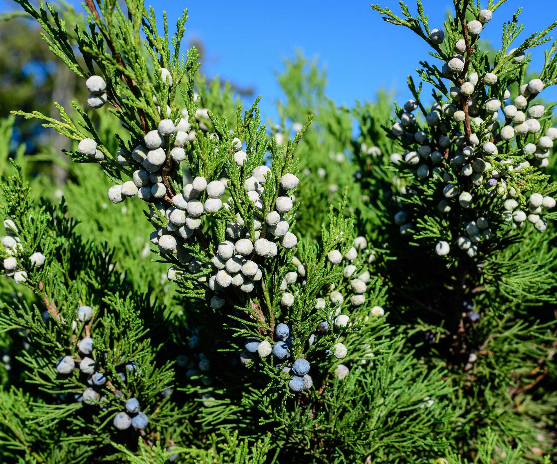 When and how to prune junipers for healthy bushes | Homes and Gardens