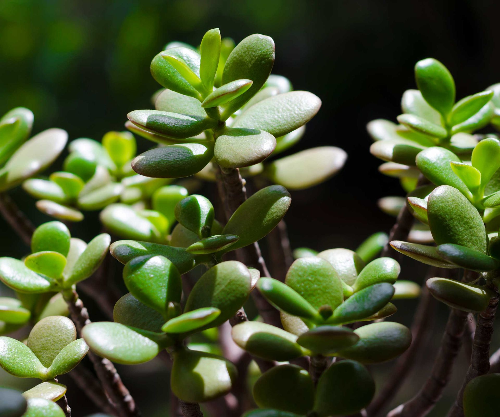 How to water a jade plant: expert methods | Homes and Gardens