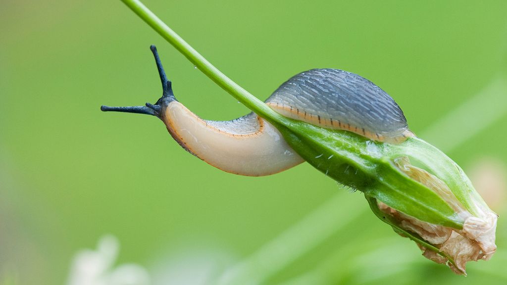 How to get rid of slugs in the garden | Homebuilding
