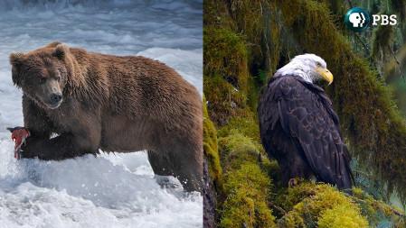 PBS Streaming ‘Wild Alaska Live’ Across Multiple Platforms | TV Tech