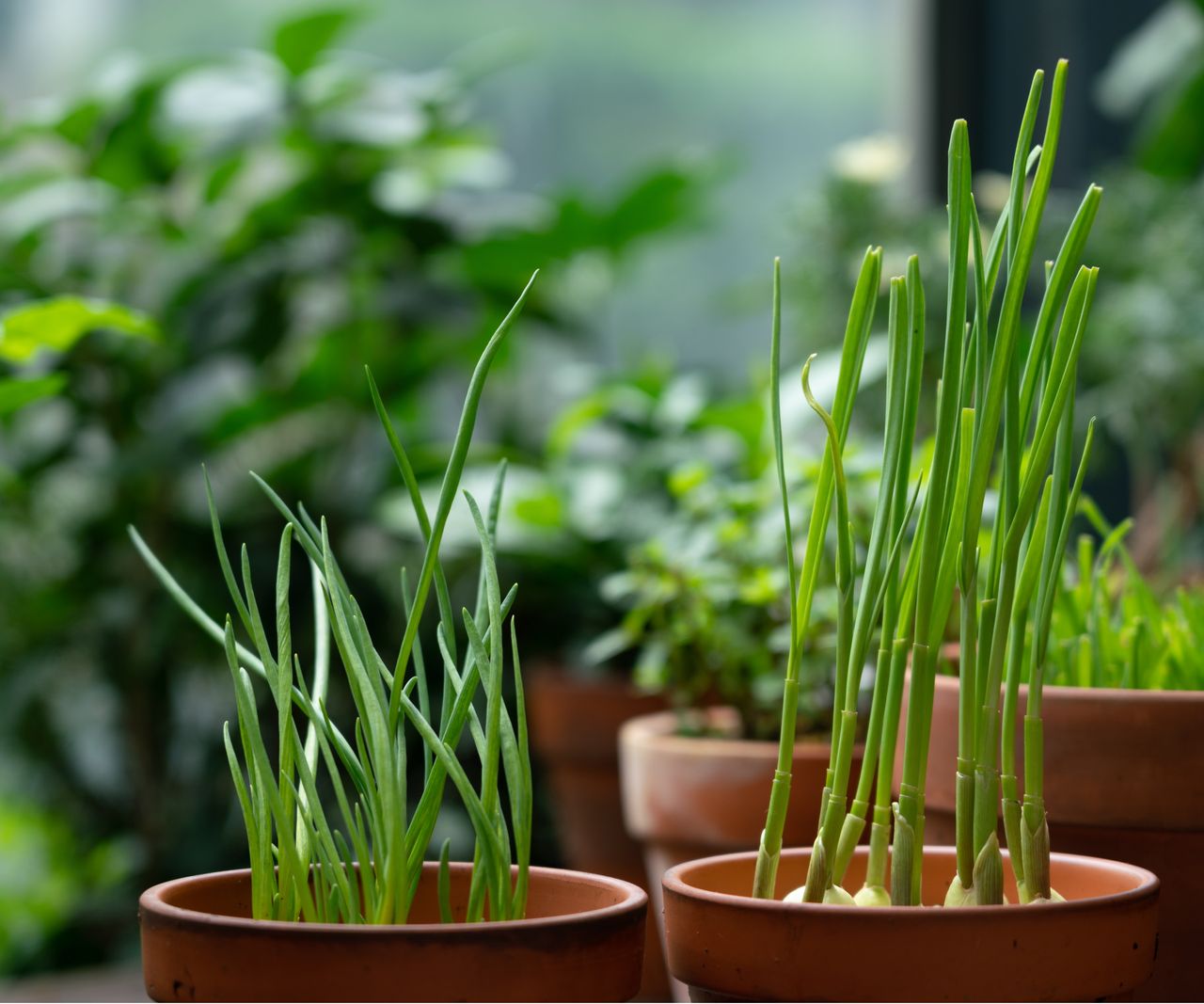 How to grow green onions indoors: Expert tips | Homes and Gardens