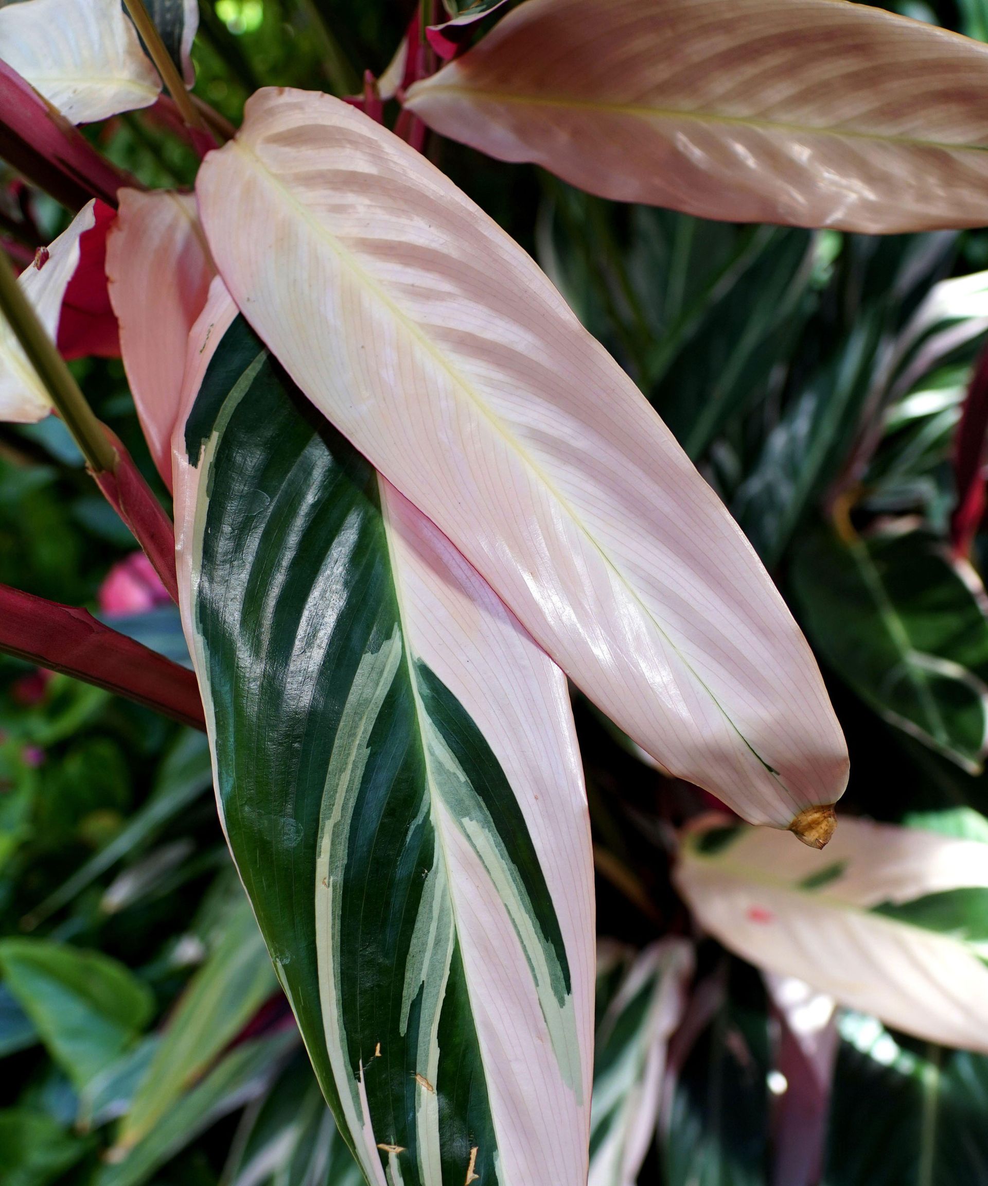 10 of the most underrated houseplants | Homes and Gardens