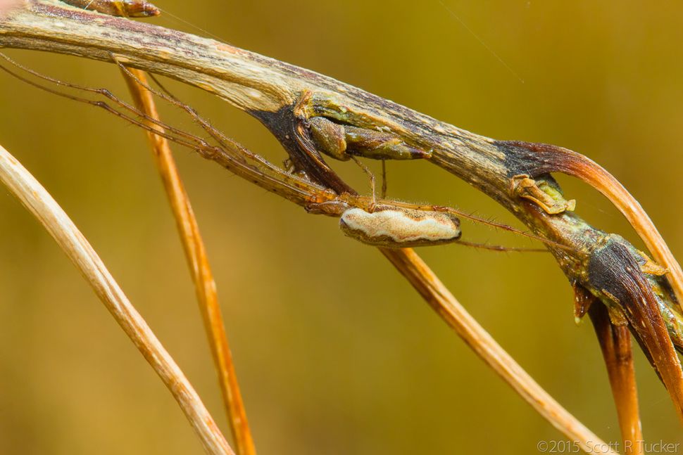 Arachtober in Action: Amazing Photos of Spiders from Around the World ...