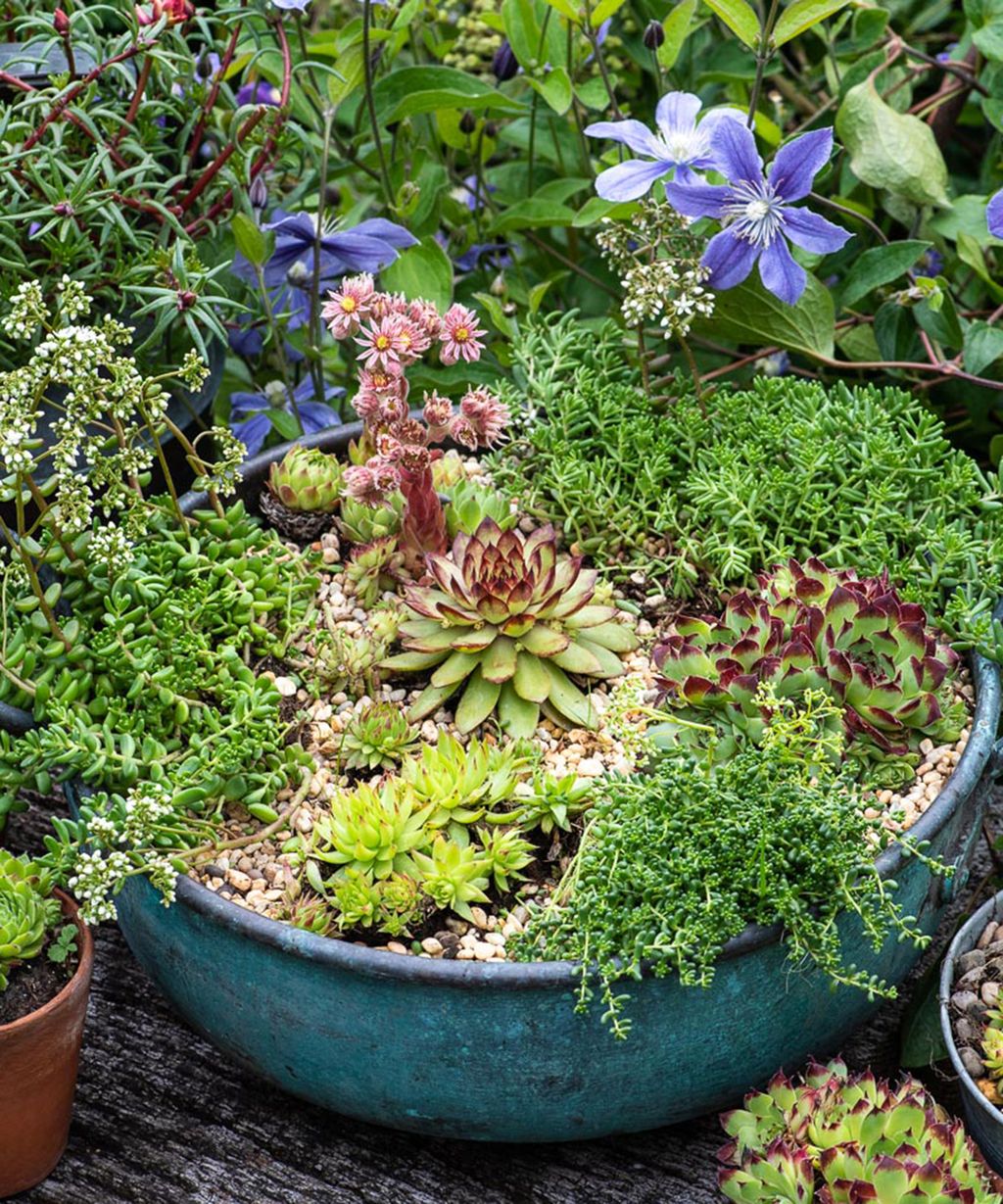 How to plant flowers in pots: step-by-step guide to patio containers ...
