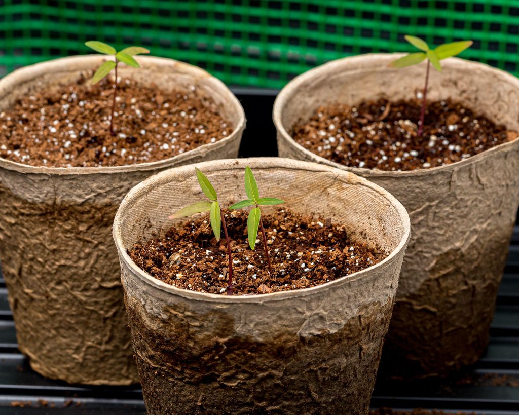 Milkweed care and growing guide: expert tips for success | Gardeningetc