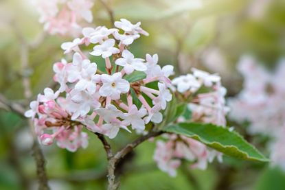 Best fast-growing shrubs: 14 recommended varieties to plant