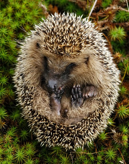 Amazing photos of nocturnal animals | Live Science