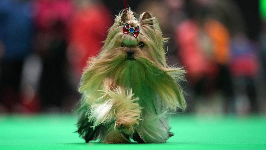 High-maintenance dog breeds: Is your dog a diva? | PetsRadar
