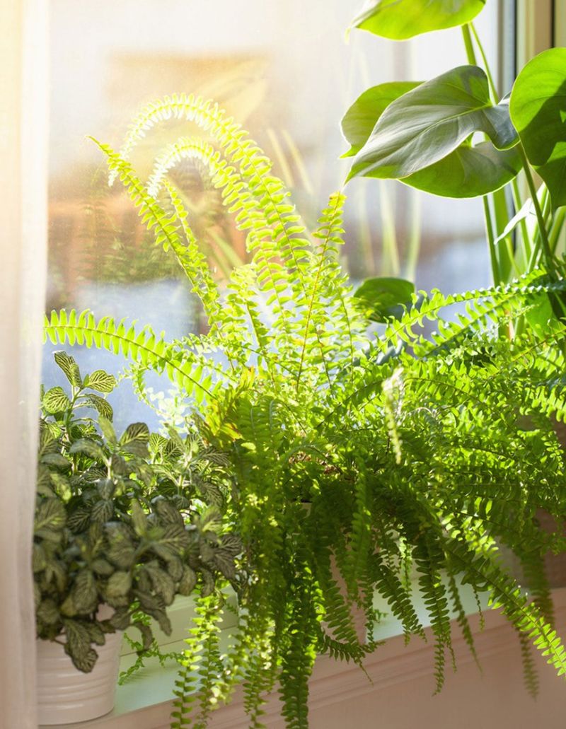 Tips & Information about Houseplants - Page 7 | Gardening Know How
