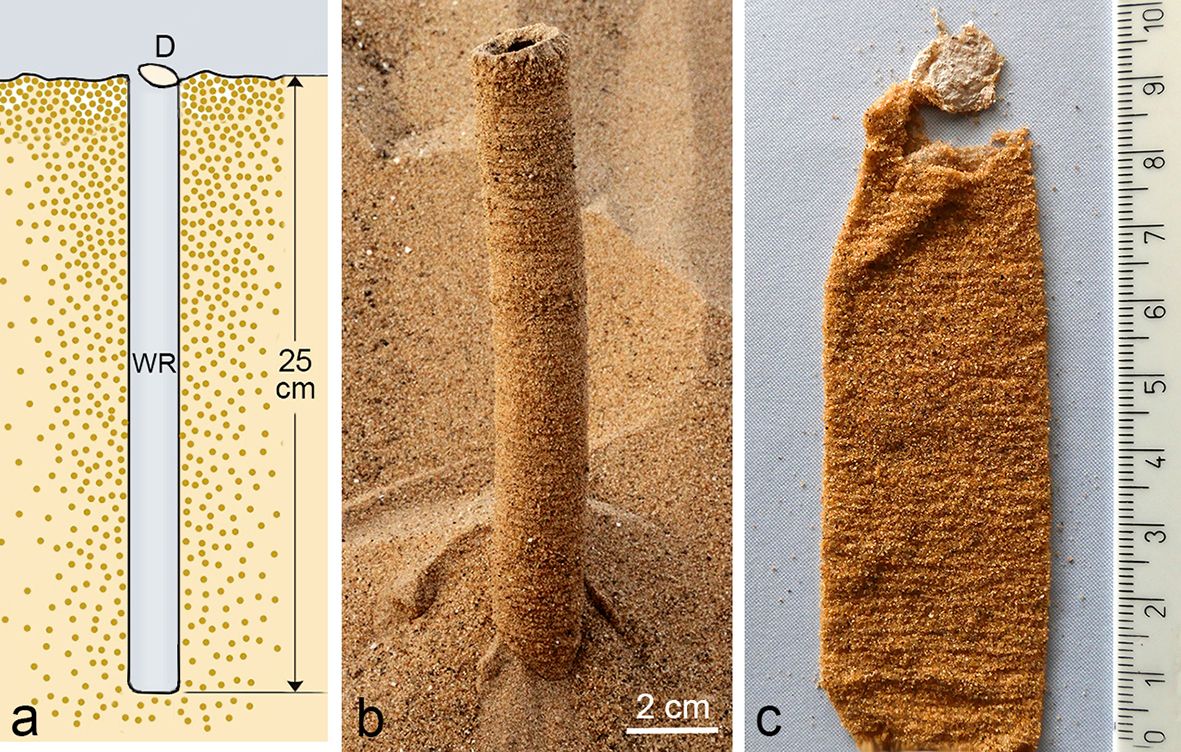 Underground Castles? How Desert Spiders Craft Vertical Tunnels | Live ...