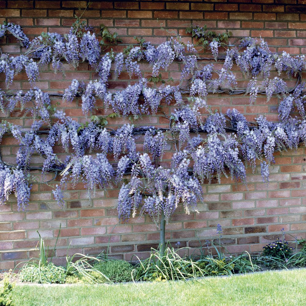 Easy climbing plant ideas to elevate garden planting schemes | Ideal Home