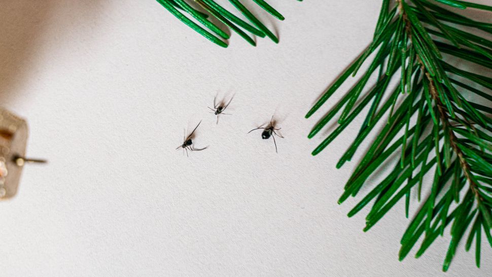 7 pests you might carry into your home with your Christmas tree | Tom's ...