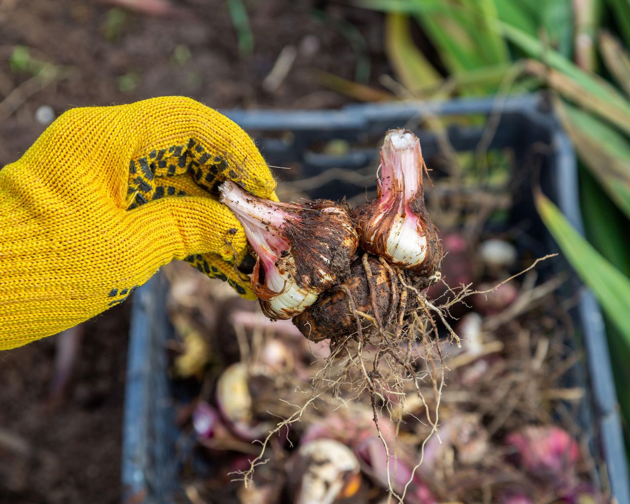What to do with gladioli bulbs when finished flowering? Bulb expert ...