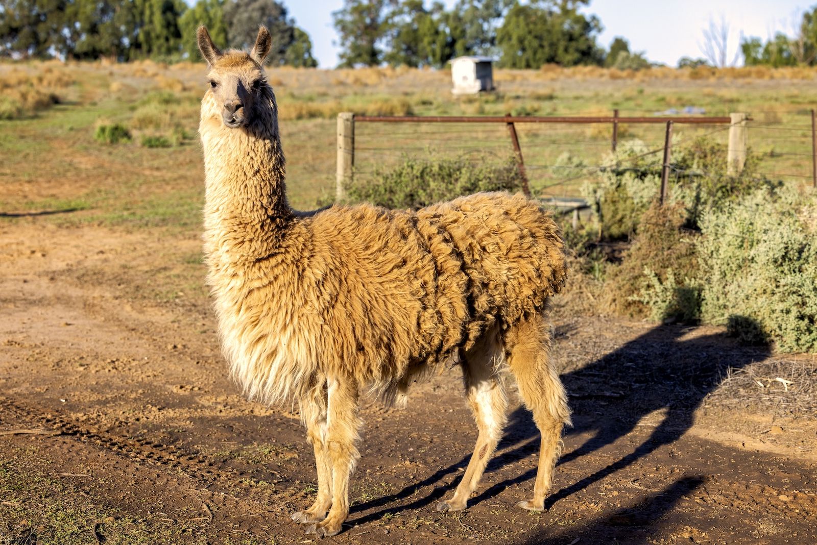 What's the difference between a llama and an alpaca? | Live Science