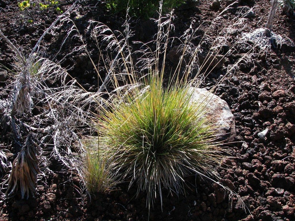 Tussock Grass Uses: How To Grow Tufted Hairgrass In The Landscape ...