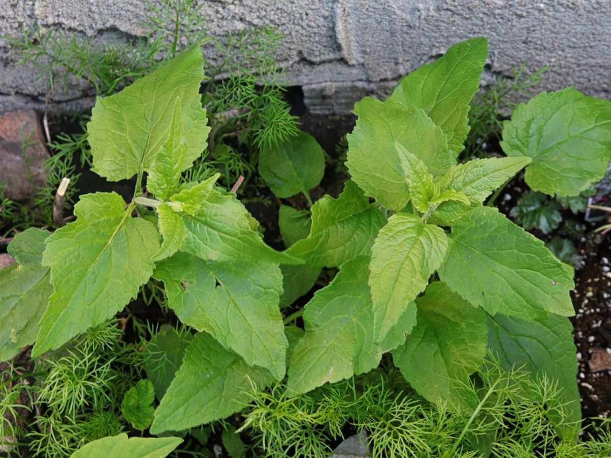 Aggressive Garden Plants - How To Confine Invasive Plants | Gardening ...