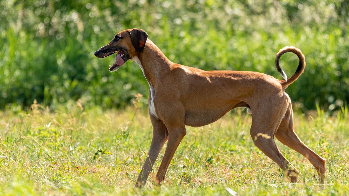 32 best dog breeds for warm climates | PetsRadar