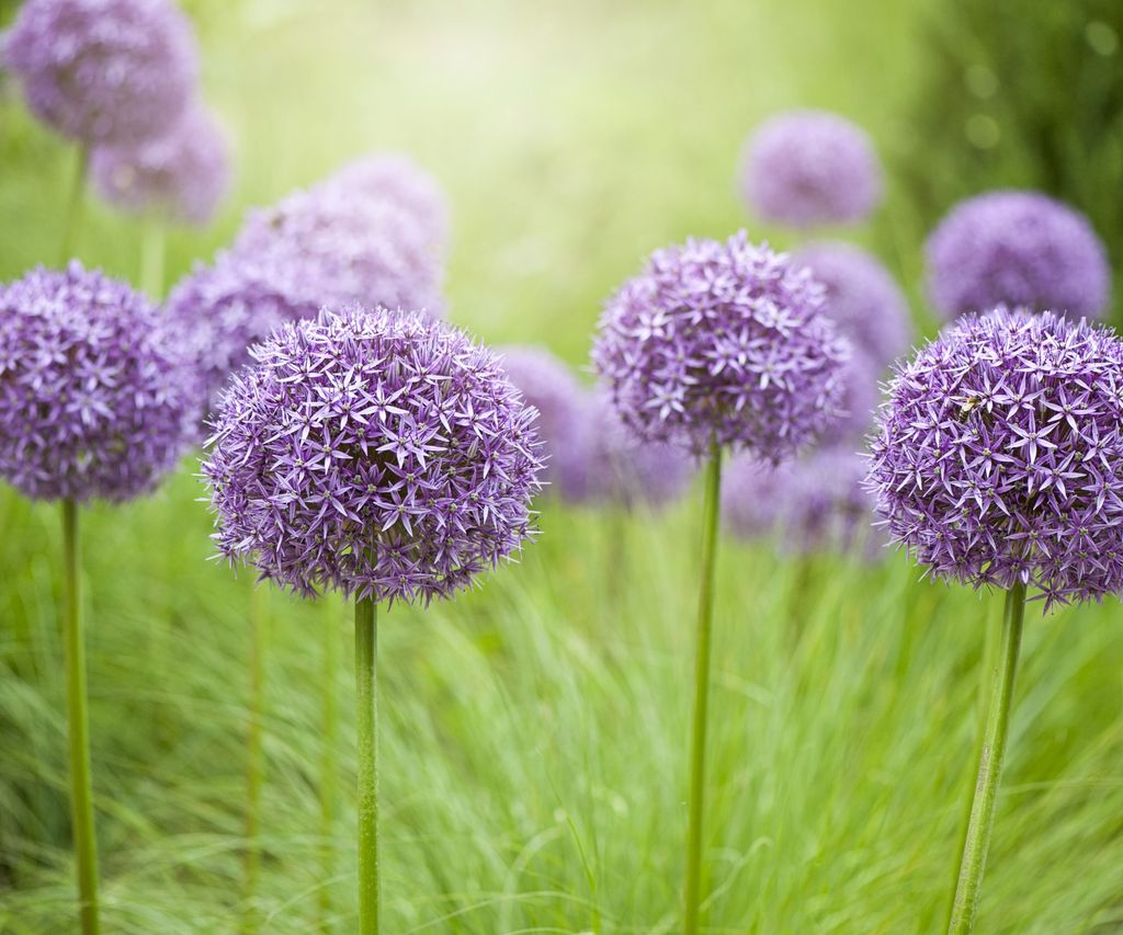 12 top perennial bulbs to plant in fall in your garden | Homes and Gardens