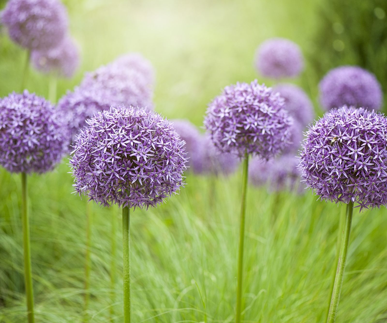 Best plants for zone 8: expert advice on what to plant | Homes and Gardens