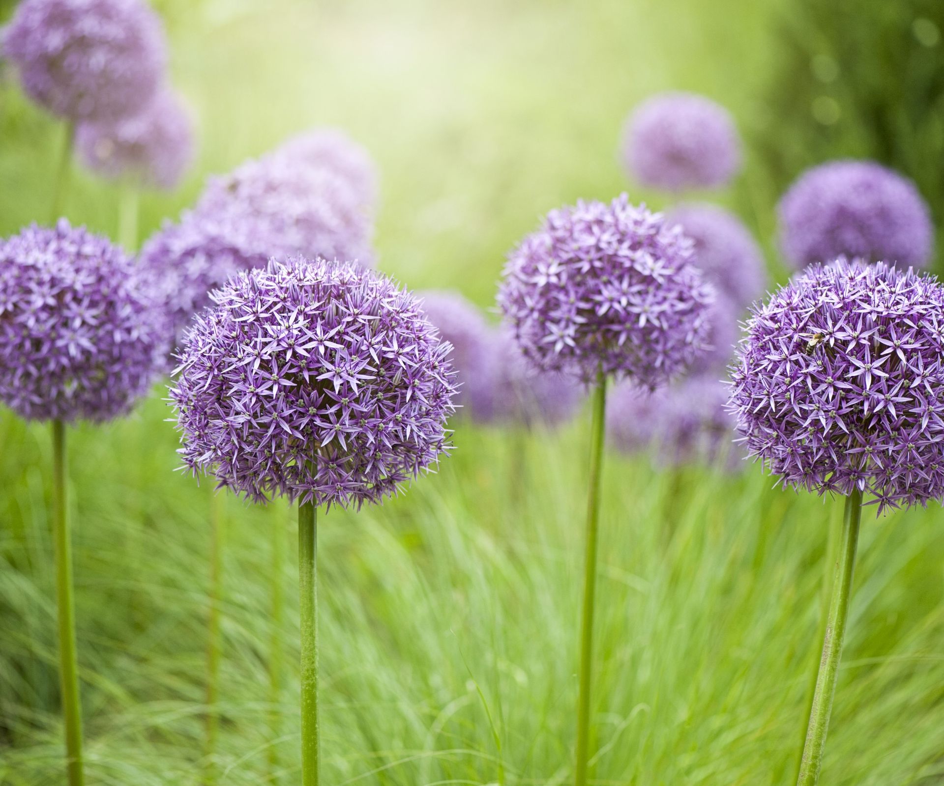 Best plants for zone 8: expert advice on what to plant | Homes and Gardens