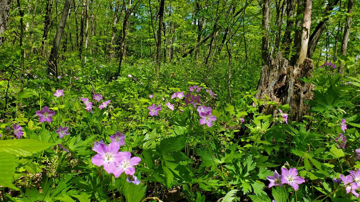 How to grow wild geranium: for a shady flowering perennial | Homes and ...