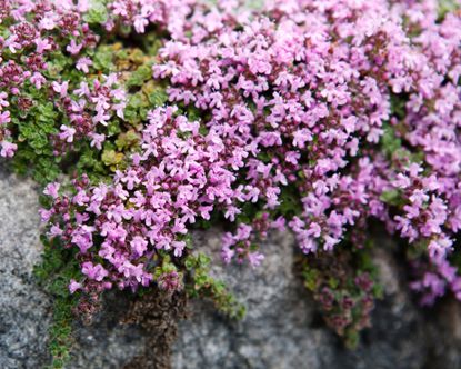 Best low maintenance ground cover plants: 11 no-fuss choices | Gardeningetc