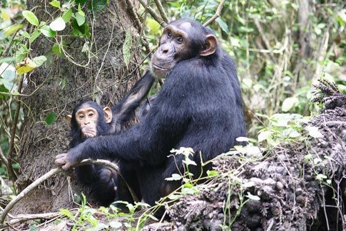 Female Chimps Kill Infants | Live Science