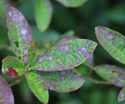 How To Diagnose Common Azalea Diseases & Keep Shrubs Healthy ...