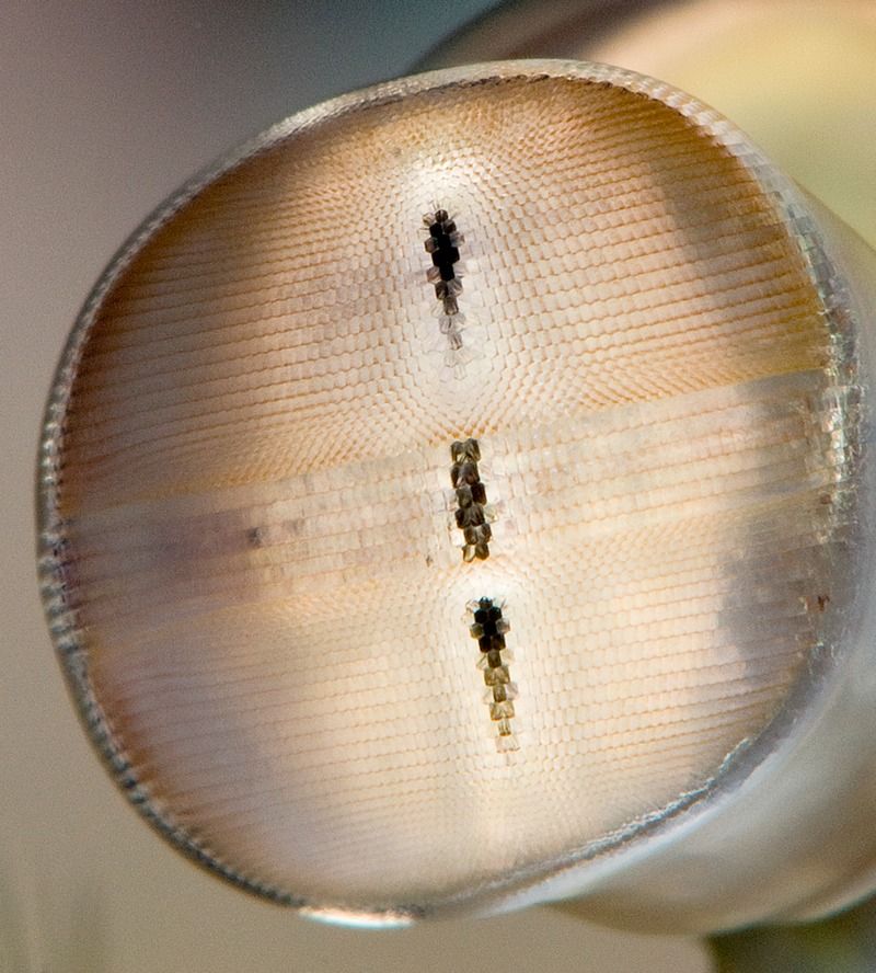 In Photos: Mantis Shrimp Show Off Googly Eyes | Live Science