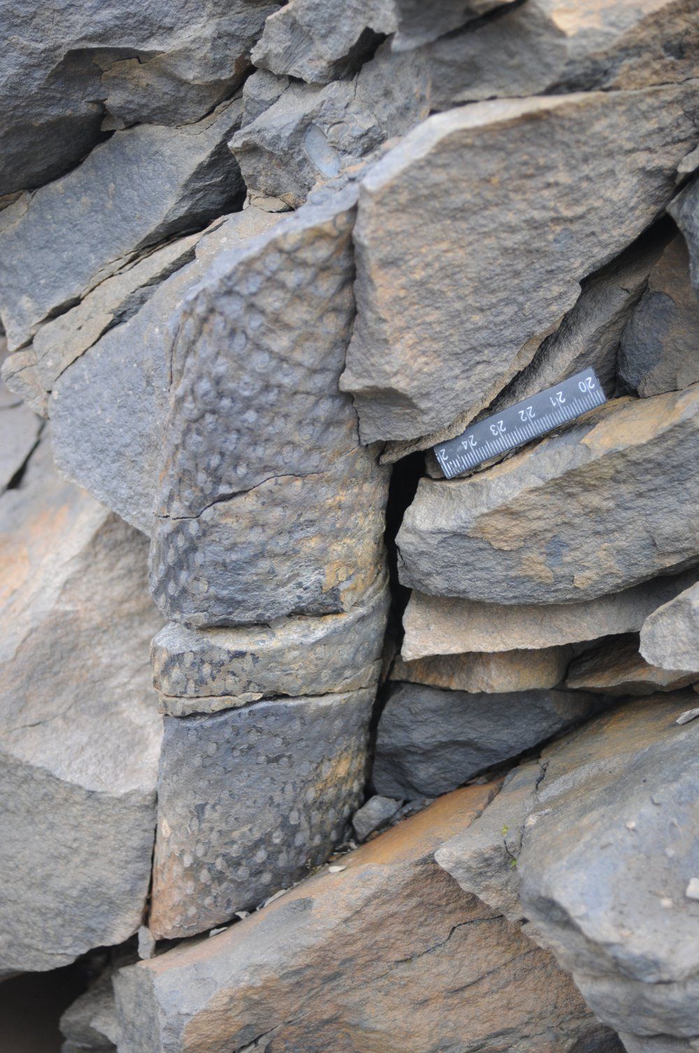 In Photos: Fossil Forest Unearthed in the Arctic | Live Science