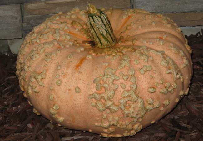 In Images: Peculiar Halloween Pumpkins | Live Science