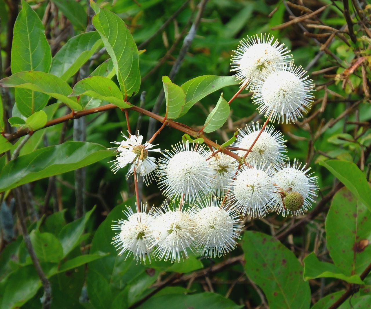 How to grow buttonbush: for a native flowering shrub | Homes and Gardens